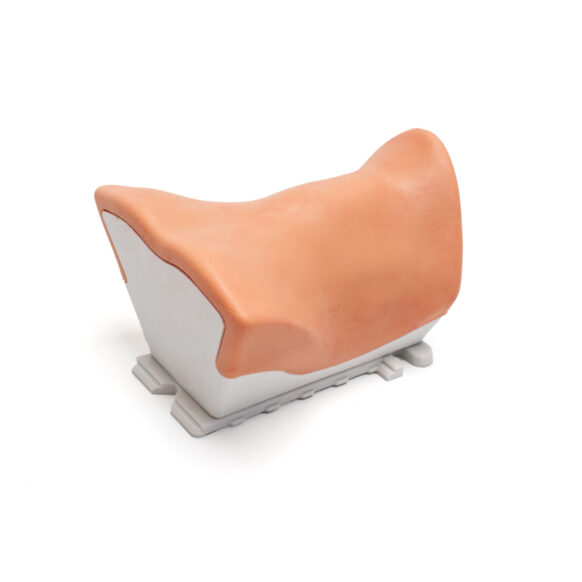 Cervical Spine – Realists-Shop